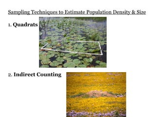 Population Density | PPT