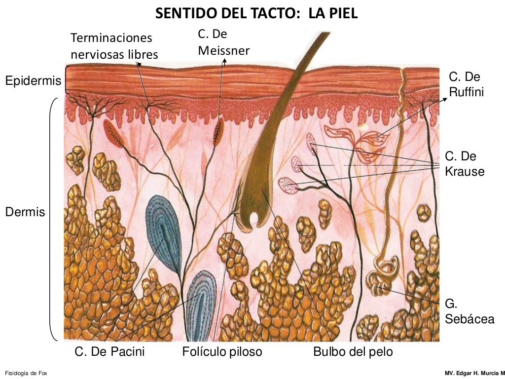2 Mecanorreceptores Tacto