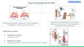 2- Mechanics of breathing.pdf 2- Mechanics of breathing.pdf