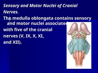 2-medula-oblongata.pons brain stem mid brain | PPT