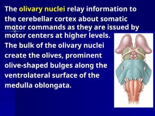 2-medula-oblongata.pons brain stem mid brain | PPT