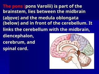 2-medula-oblongata.pons brain stem mid brain | PPT