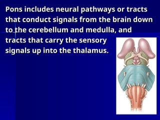 2-medula-oblongata.pons brain stem mid brain | PPT