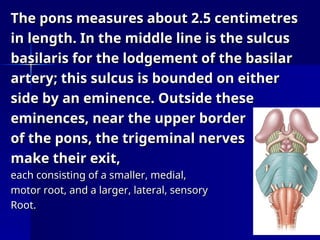 2-medula-oblongata.pons brain stem mid brain | PPT