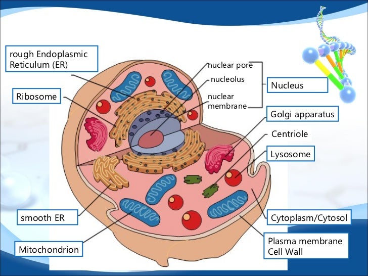 2 - Membranes & cell organelles