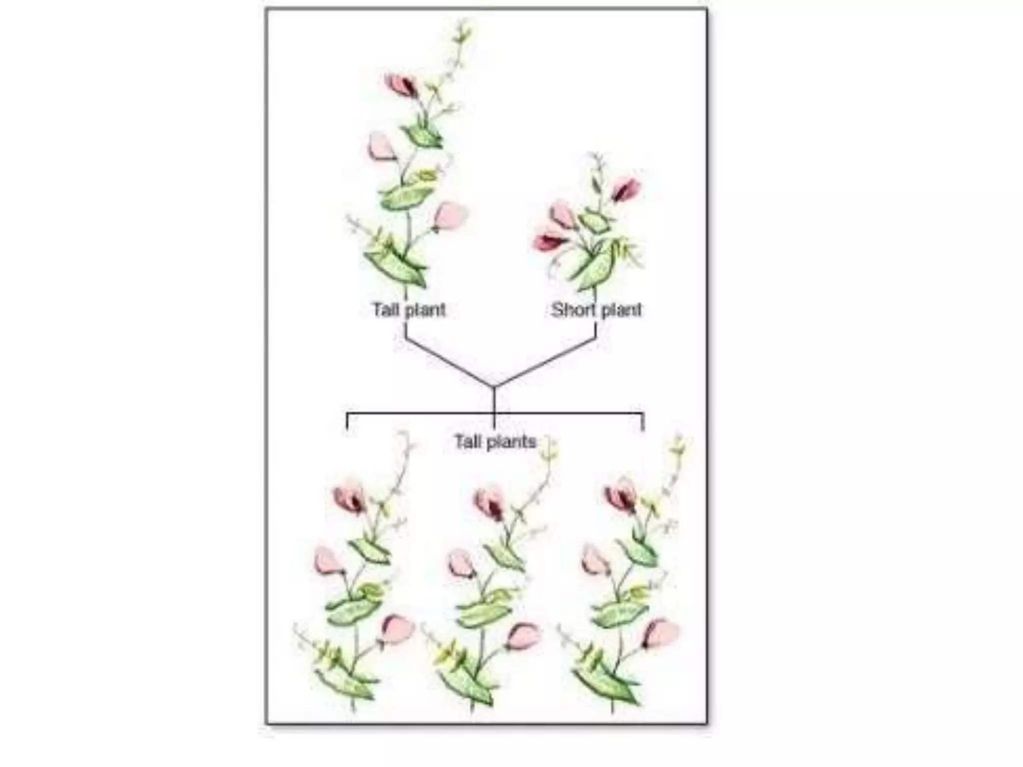 2-Mendel Notes for website.pptx
