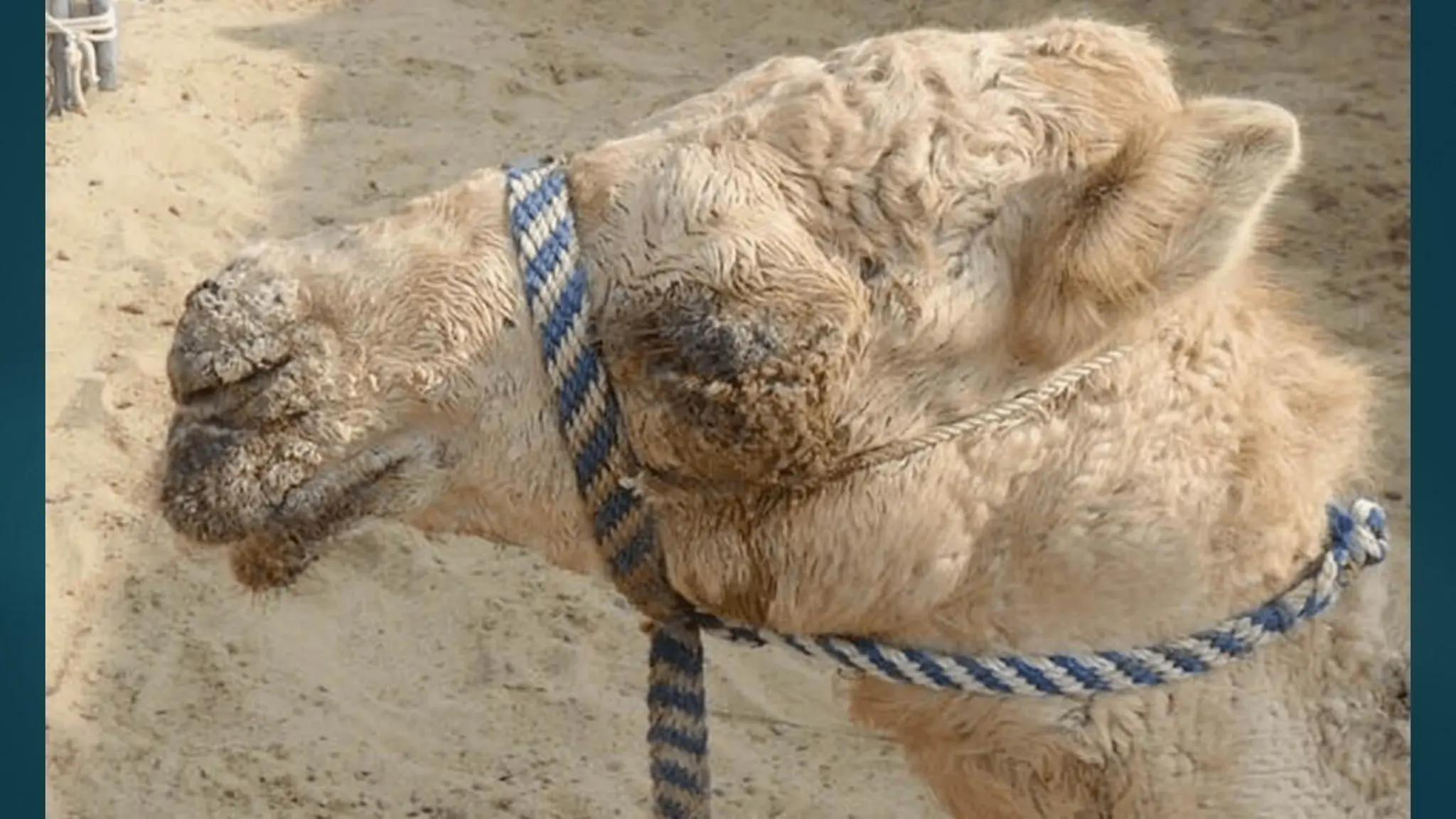 2-Method of Diagnosis of Camel Diseases (Clinical Examination) Prof Dr ...