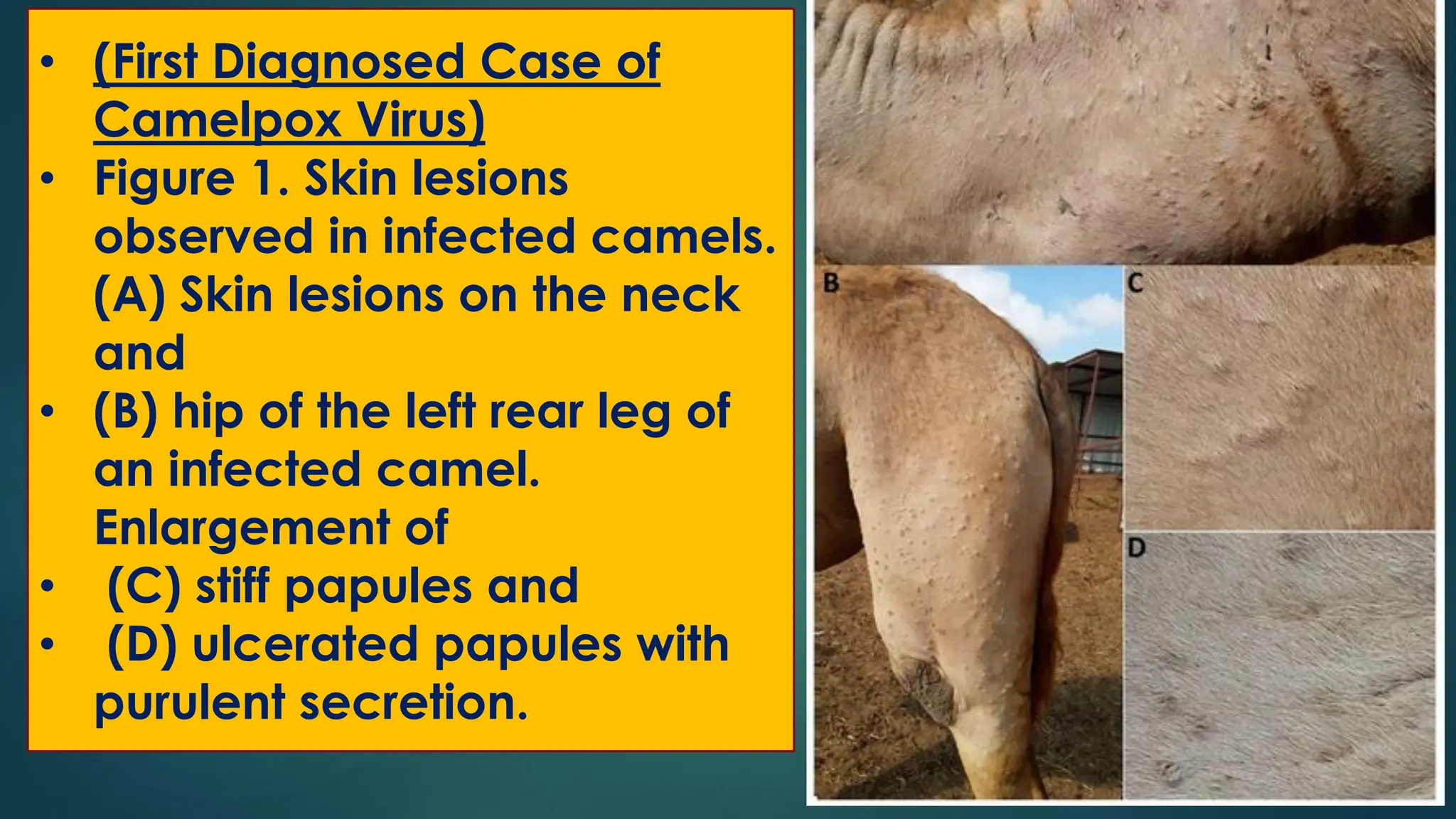 2-Method of Diagnosis of Camel Diseases (Clinical Examination) Prof Dr ...