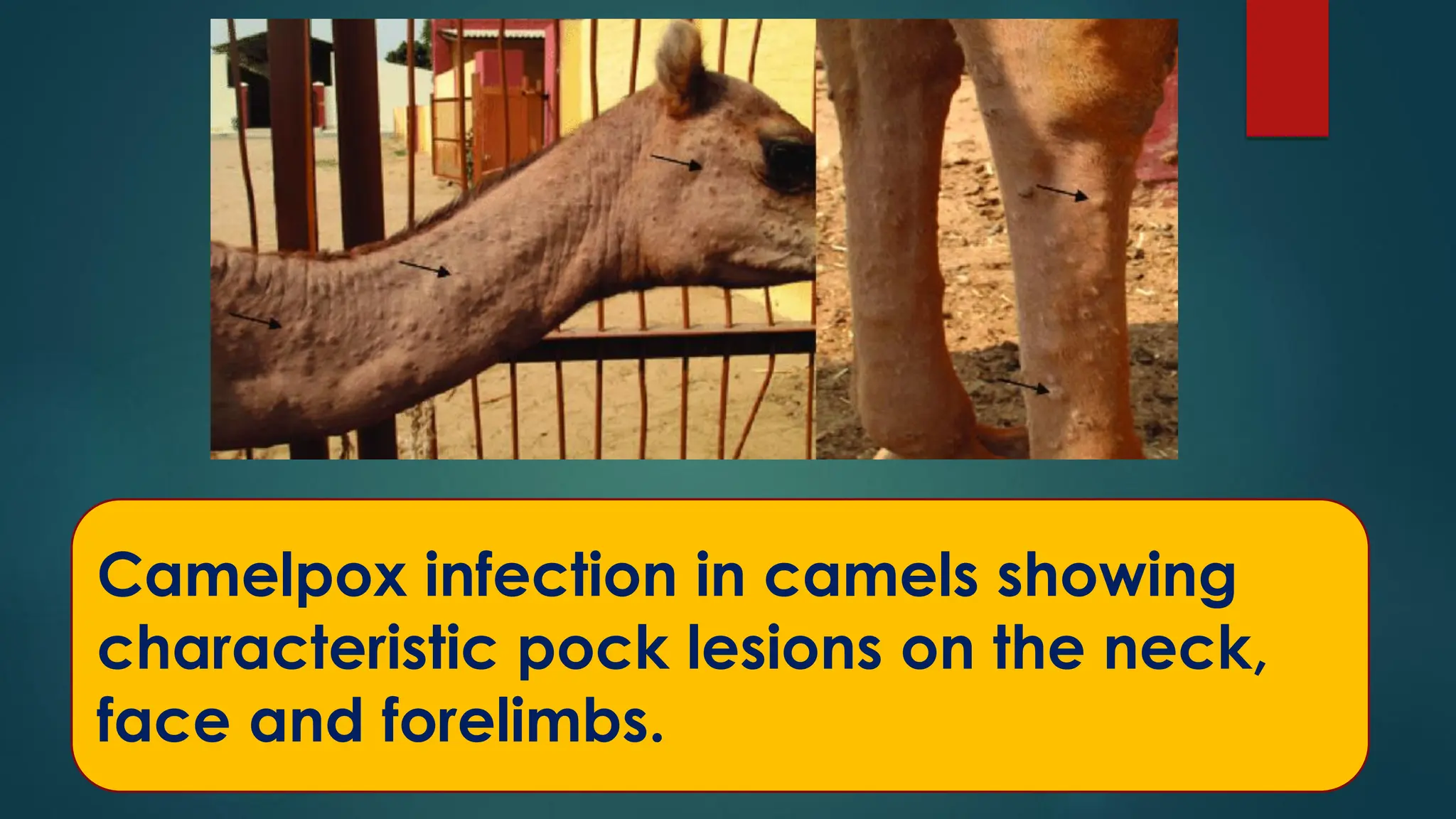 2-Method of Diagnosis of Camel Diseases (Clinical Examination) Prof Dr ...