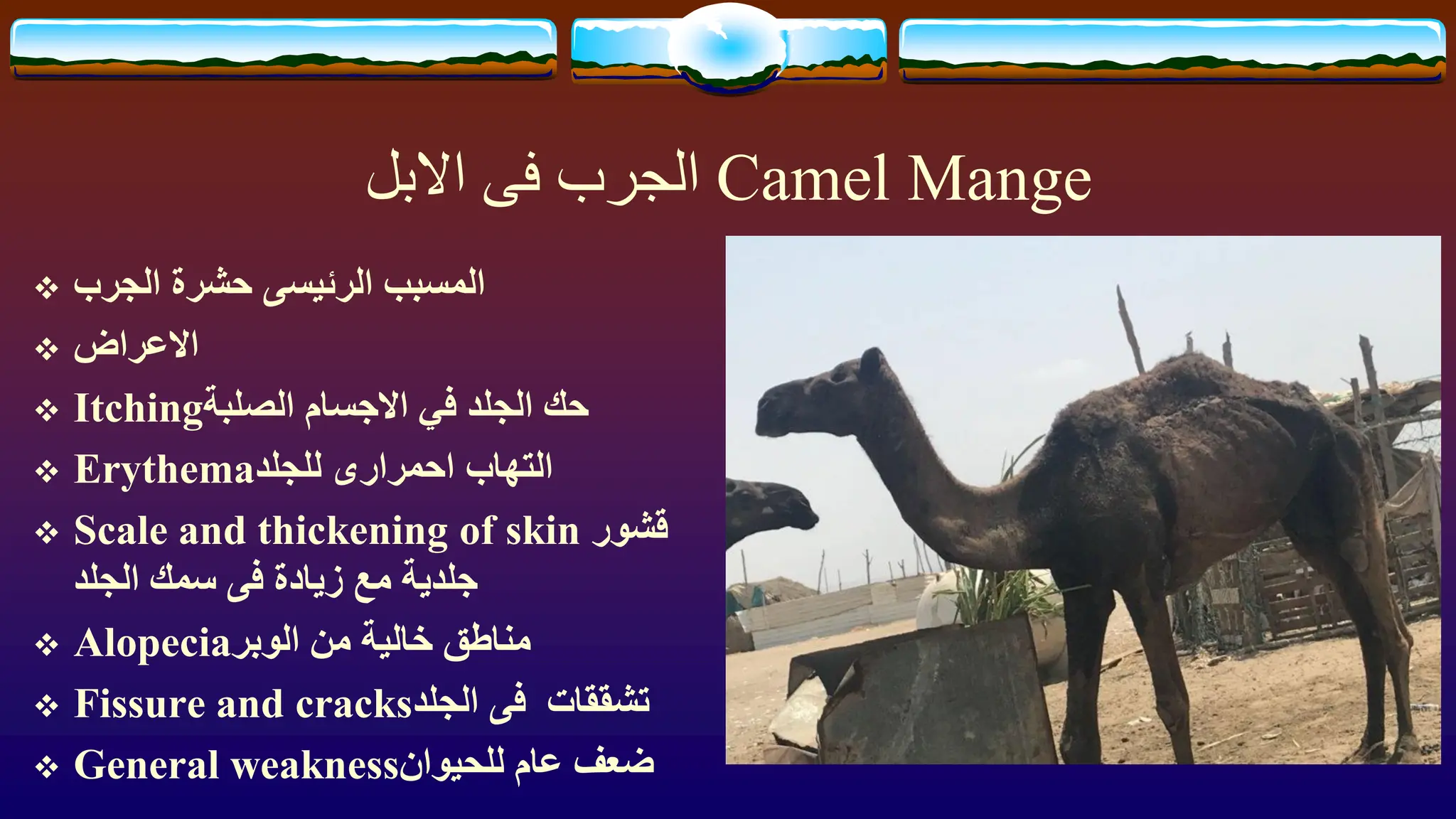 2-Method of Diagnosis of Camel Diseases (Clinical Examination) Prof Dr ...