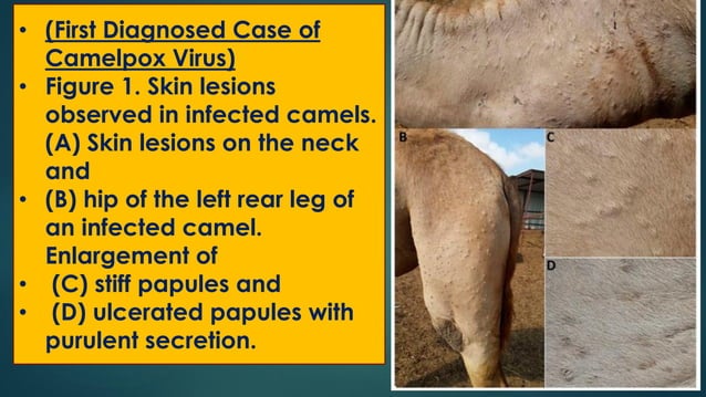 2-Method of Diagnosis of Camel Diseases (Clinical Examination) Prof Dr ...