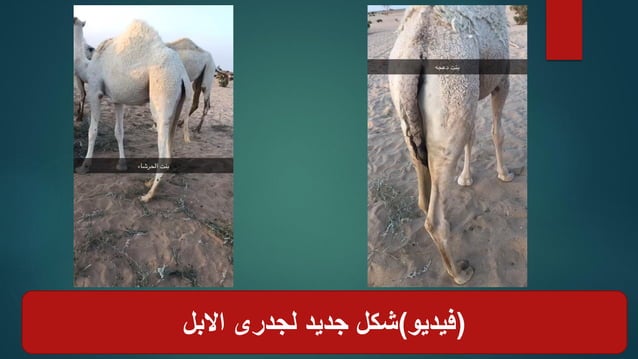 2-Method of Diagnosis of Camel Diseases (Clinical Examination) Prof Dr ...