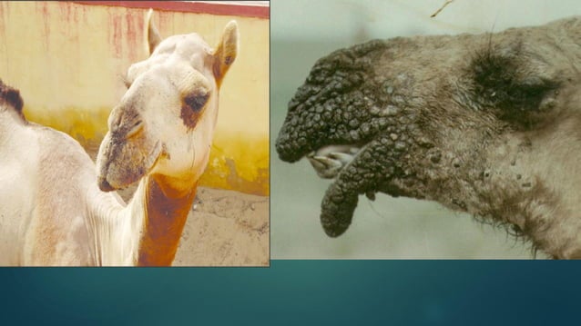 2-Method of Diagnosis of Camel Diseases (Clinical Examination) Prof Dr ...