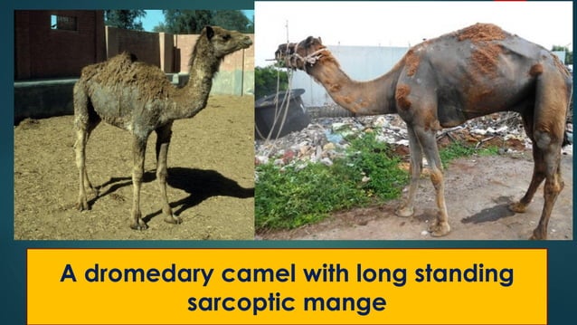 2-Method of Diagnosis of Camel Diseases (Clinical Examination) Prof Dr ...