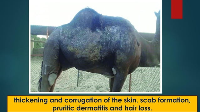 2-Method of Diagnosis of Camel Diseases (Clinical Examination) Prof Dr ...