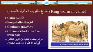 2-Method of Diagnosis of Camel Diseases (Clinical Examination) Prof Dr ...