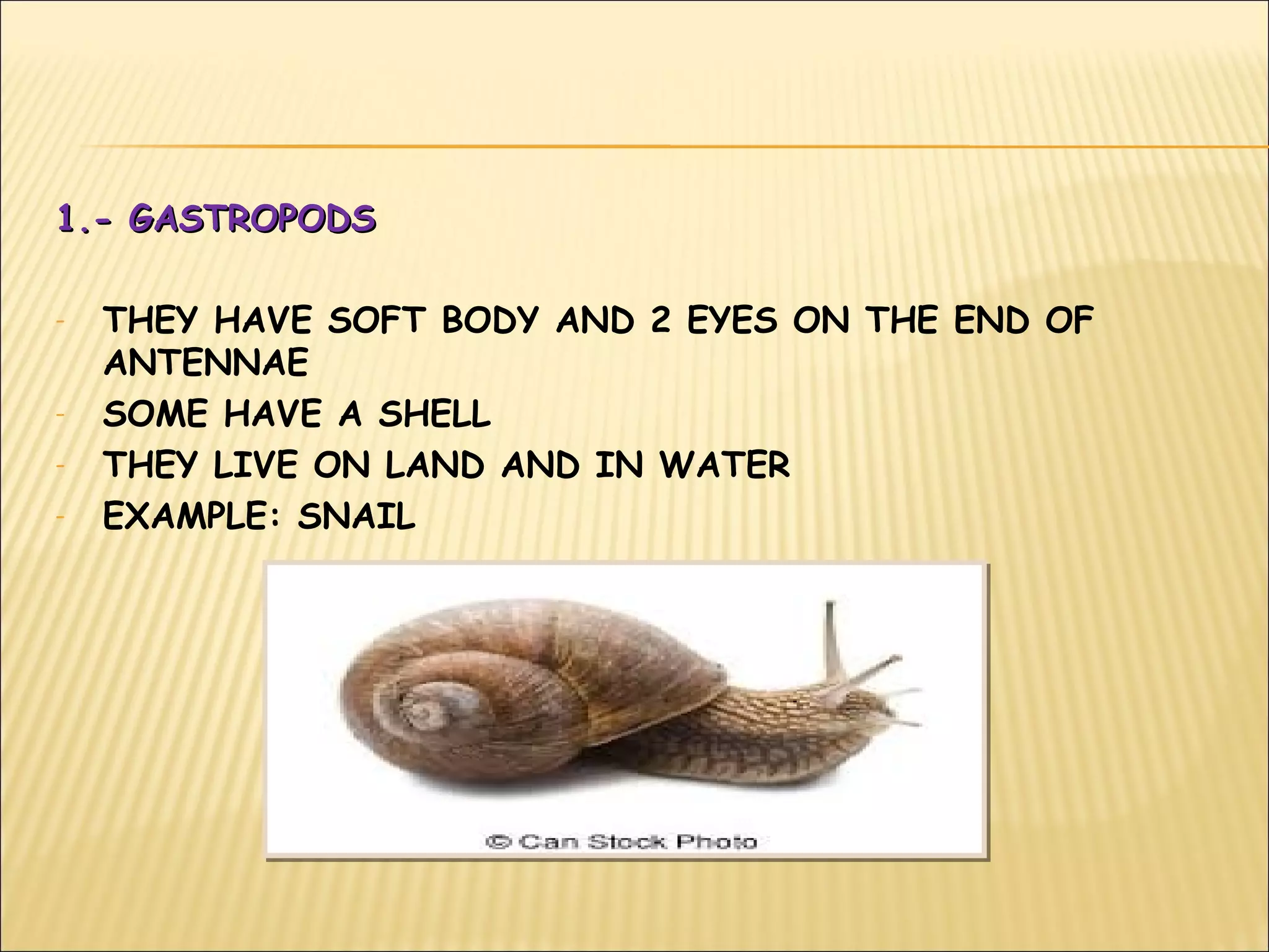 2 molluscs | PPT