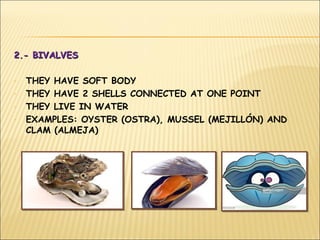 2 molluscs | PPT