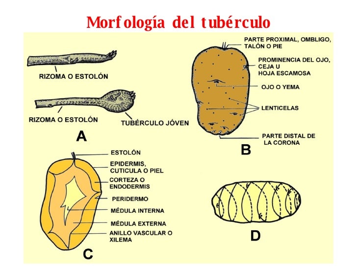 La flor de papa y sus partes - Imagui