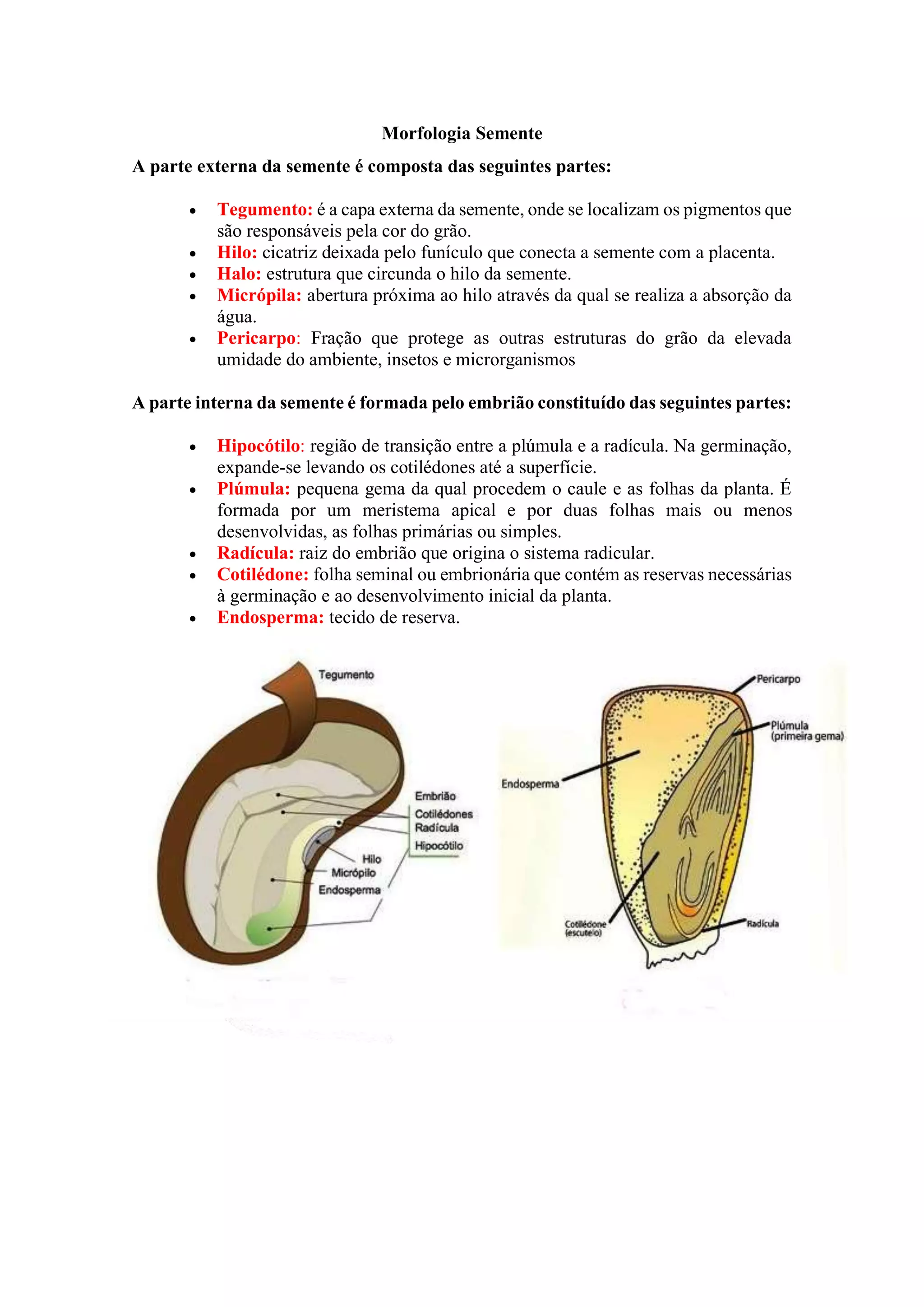 2-Morfologia da semente.pdf