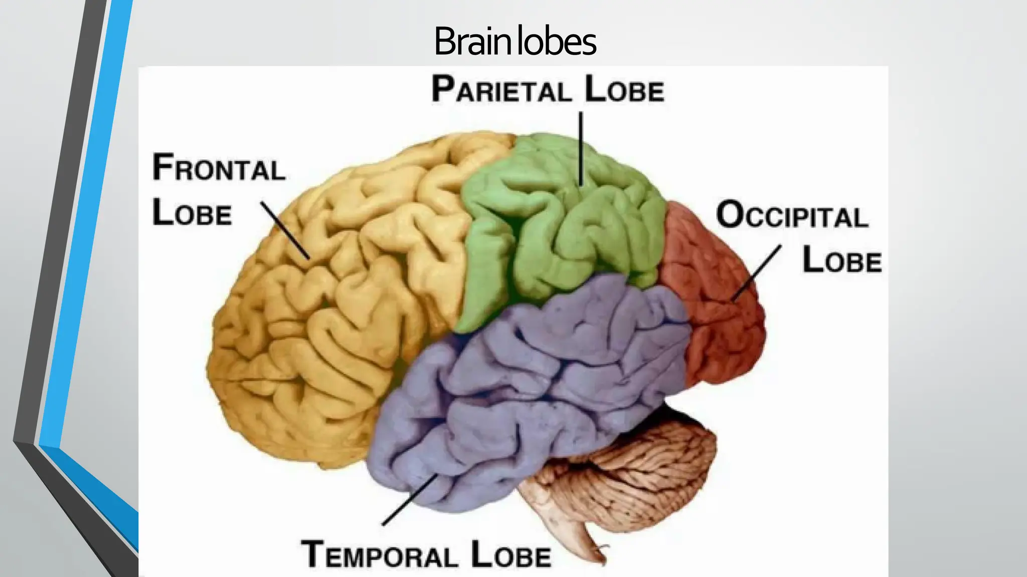 2- MRI Anatomy RMI 317 Brain Anatomy - Part 1 .pdf