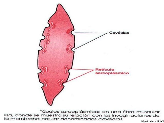CONTRACCIÓN DEL MÚSCULO LISO – Brenda Alejandra
