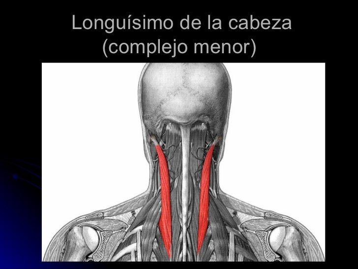 MUSCULOS DEL CUELLO