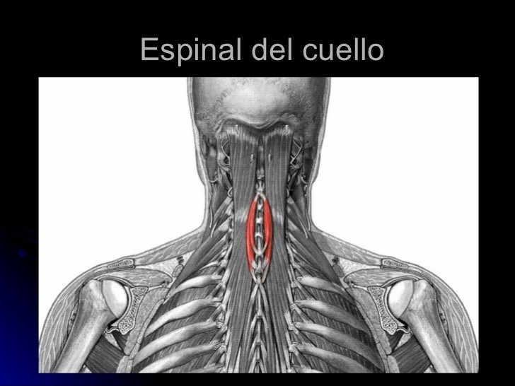 MUSCULOS DEL CUELLO