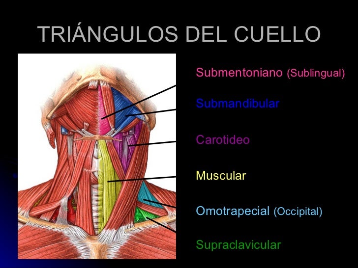 MUSCULOS DEL CUELLO