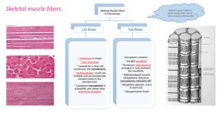 Histology of integrated muscle presentation .pptx