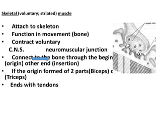 physiology : muscular system | PDF
