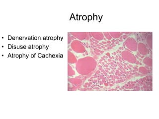 Veterinary Pathology of Muscular System | PPT
