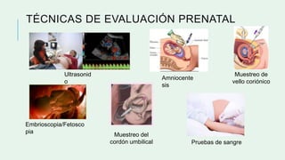 Etapa Prenatal y Nacimiento | PPSX