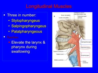 2- Nasal cavity & Pharynx xxxxxxxxxxxx | PPT | Ear, Nose and Throat ...