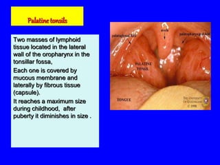 2- Nasal cavity & Pharynx xxxxxxxxxxxx | PPT