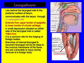 2- Nasal cavity & Pharynx xxxxxxxxxxxx | PPT