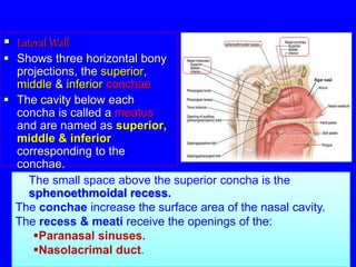 2- Nasal cavity & Pharynx xxxxxxxxxxxx | PPT | Ear, Nose and Throat ...