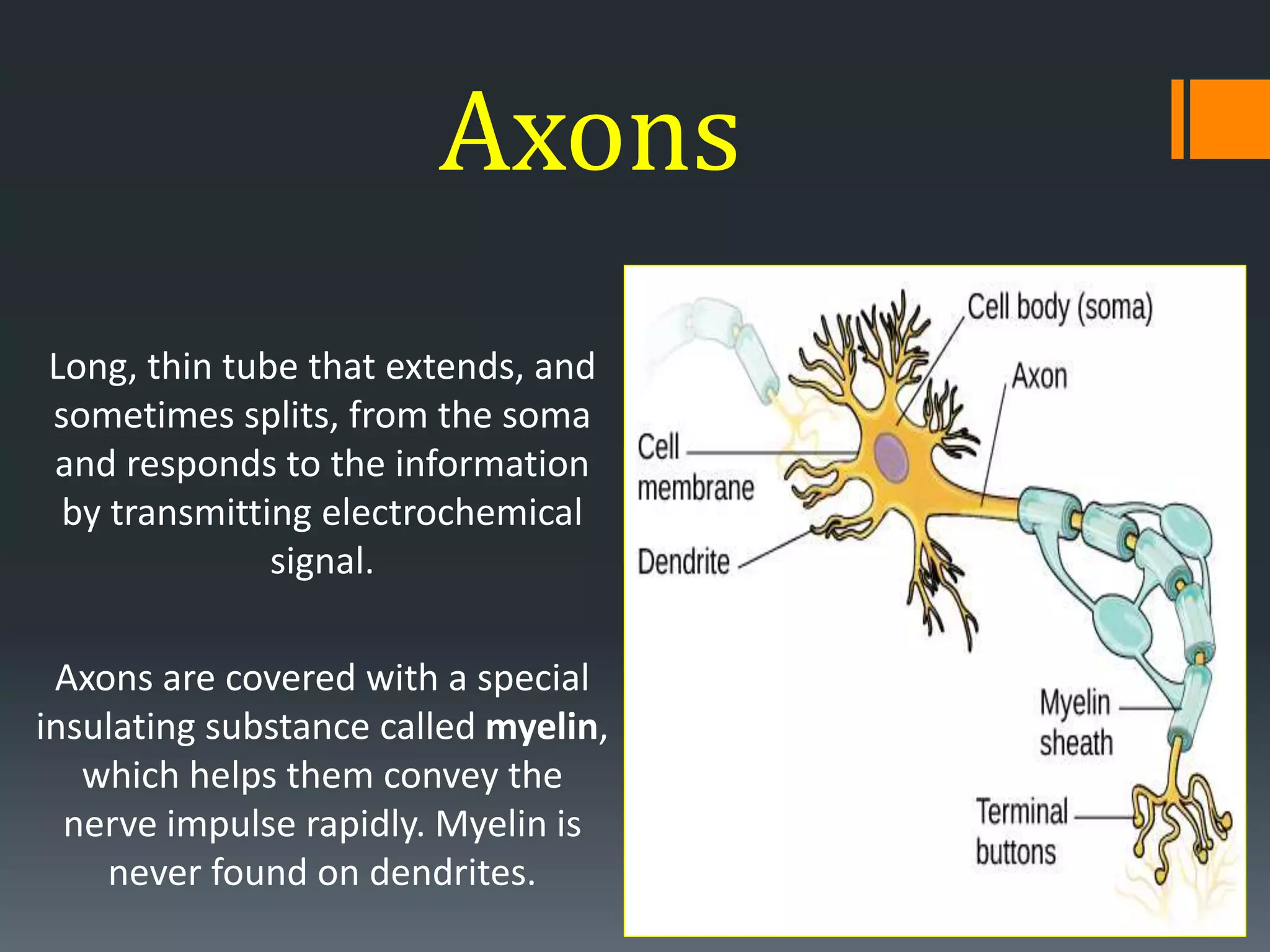 Neuron | PPTX