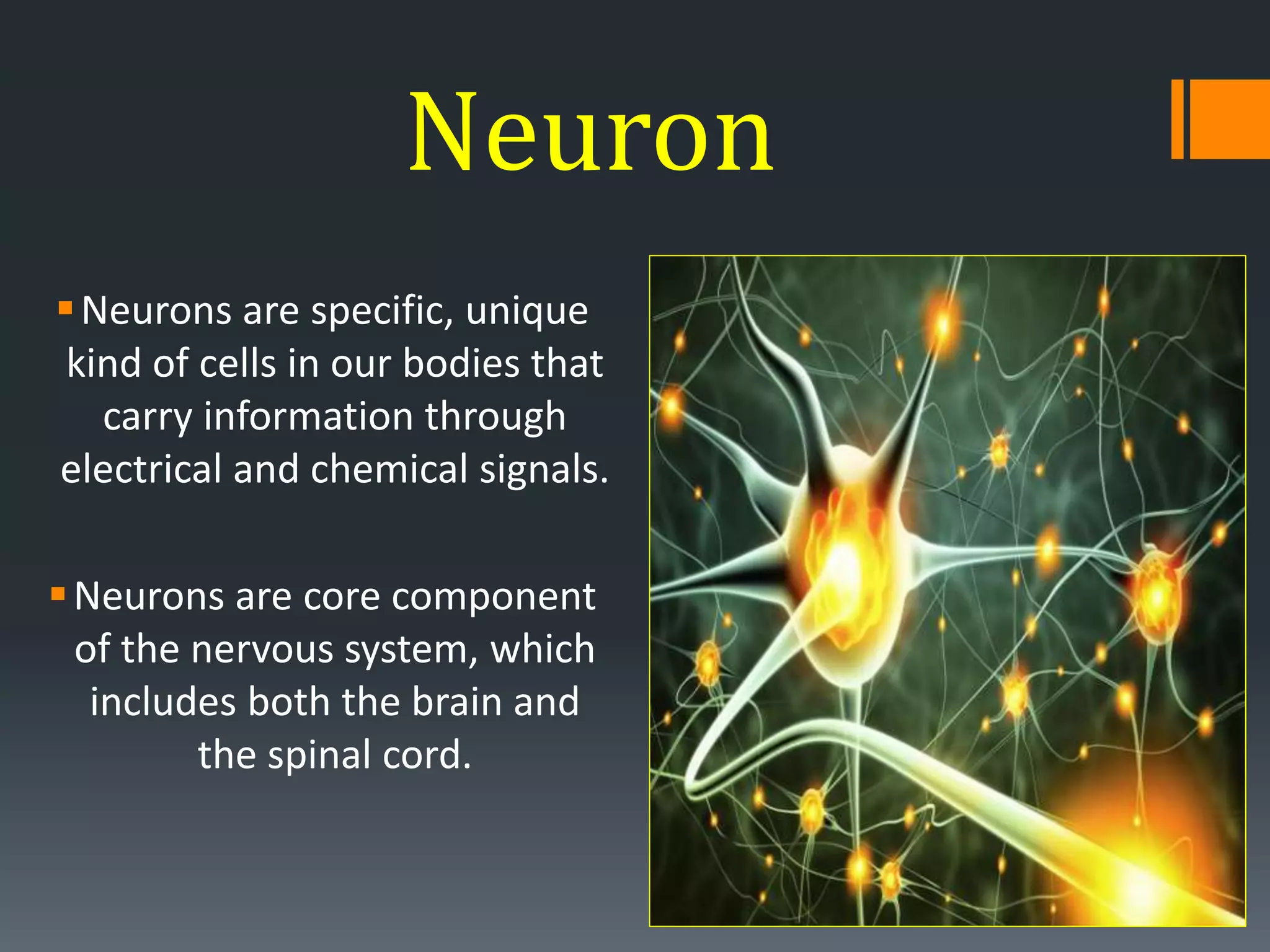 Neuron | PPTX