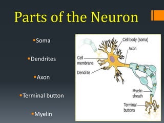 Neuron | PPTX