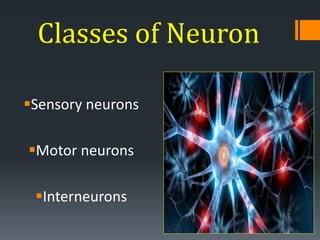 Neuron | PPTX