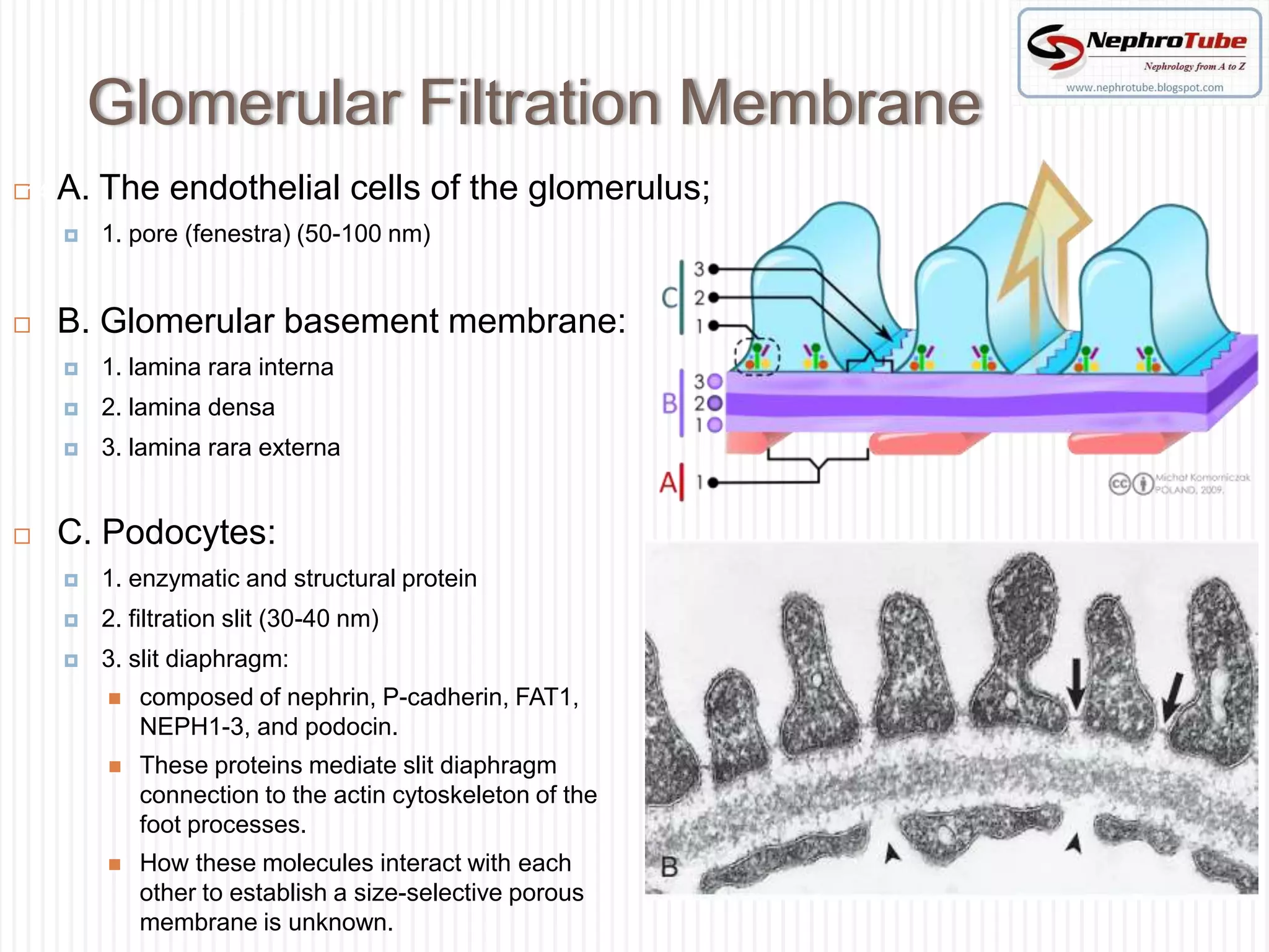 Renal Histo-Pathology (II) - Normal Kidney Electron Microscopy - Dr ...