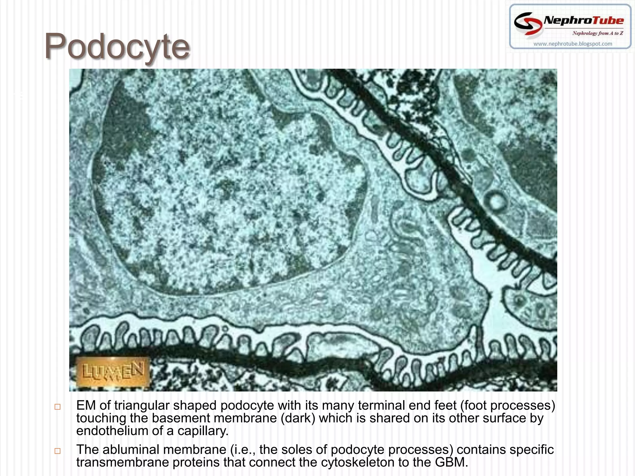 Renal Histo-Pathology (II) - Normal Kidney Electron Microscopy - Dr ...