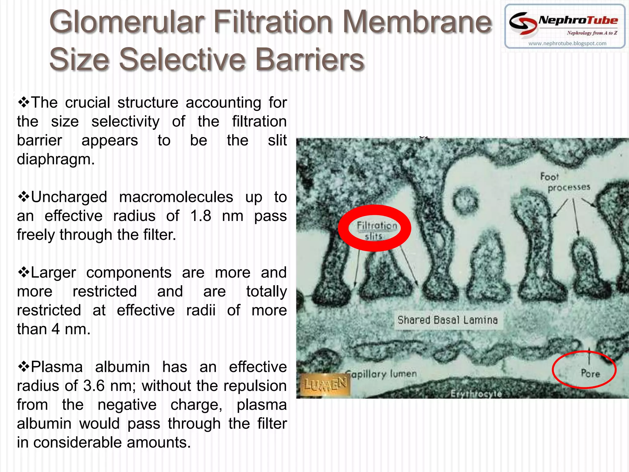 Renal Histo-Pathology (II) - Normal Kidney Electron Microscopy - Dr ...