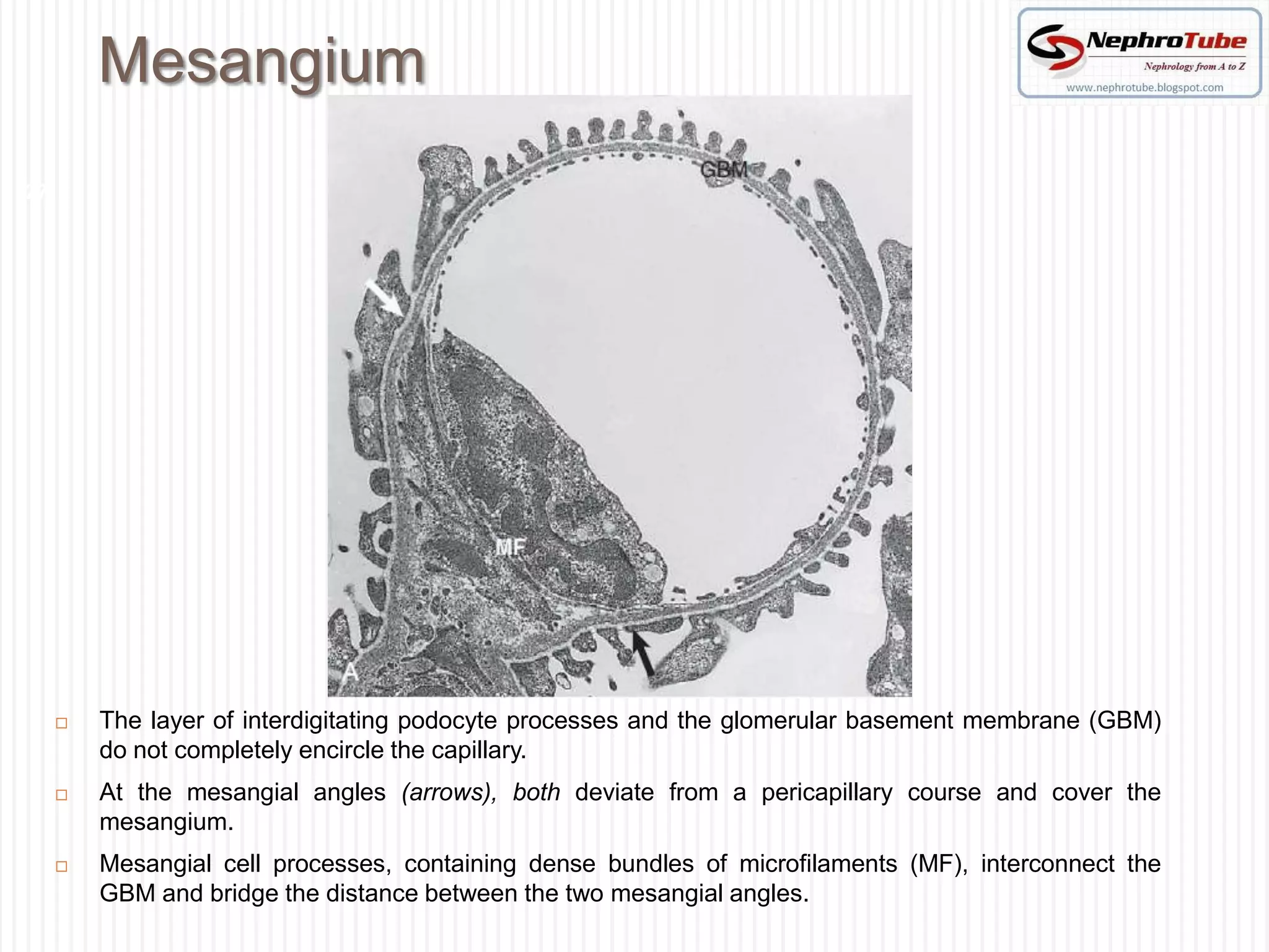Renal Histo-Pathology (II) - Normal Kidney Electron Microscopy - Dr ...