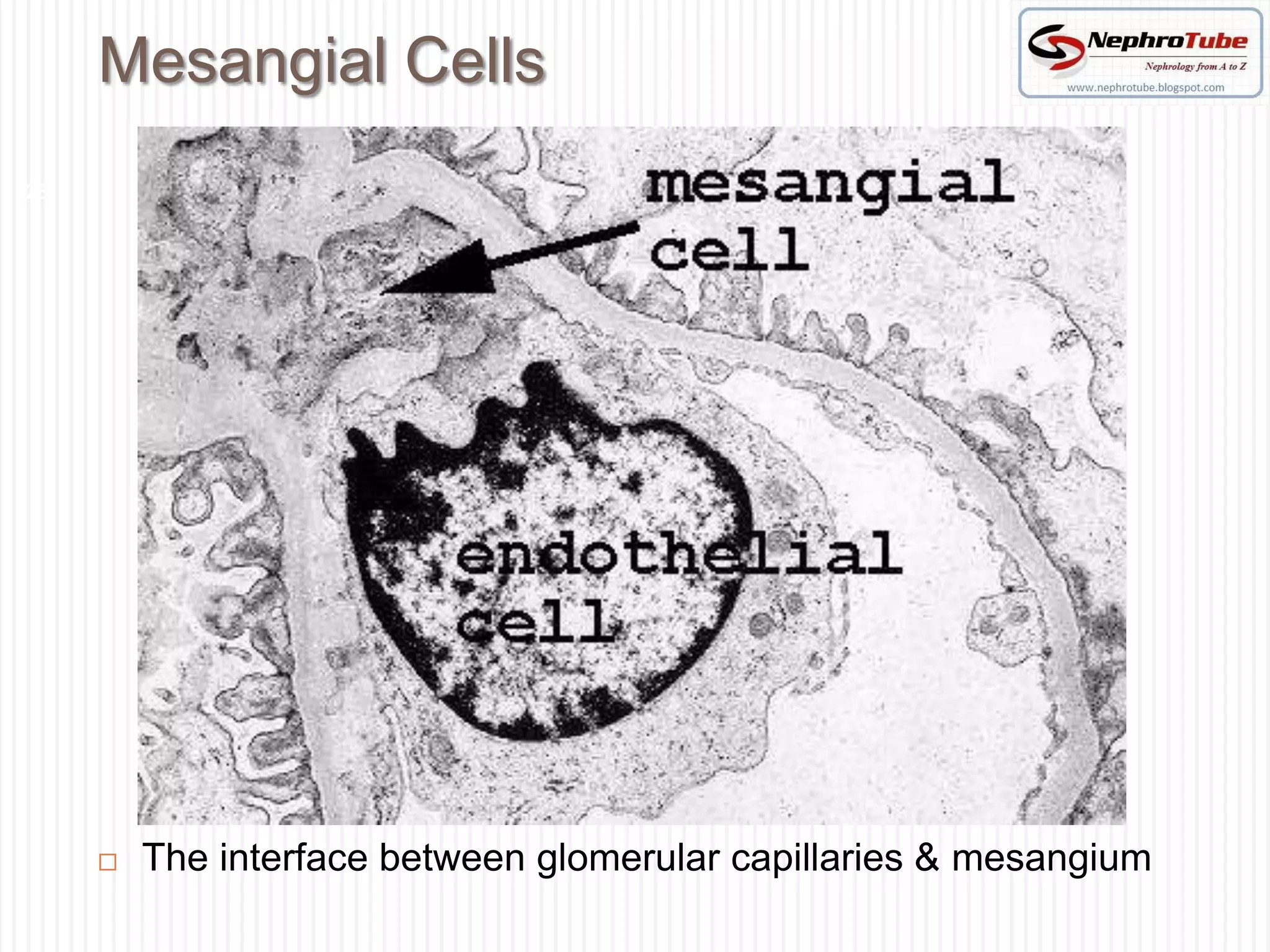 Renal Histo-Pathology (II) - Normal Kidney Electron Microscopy - Dr ...