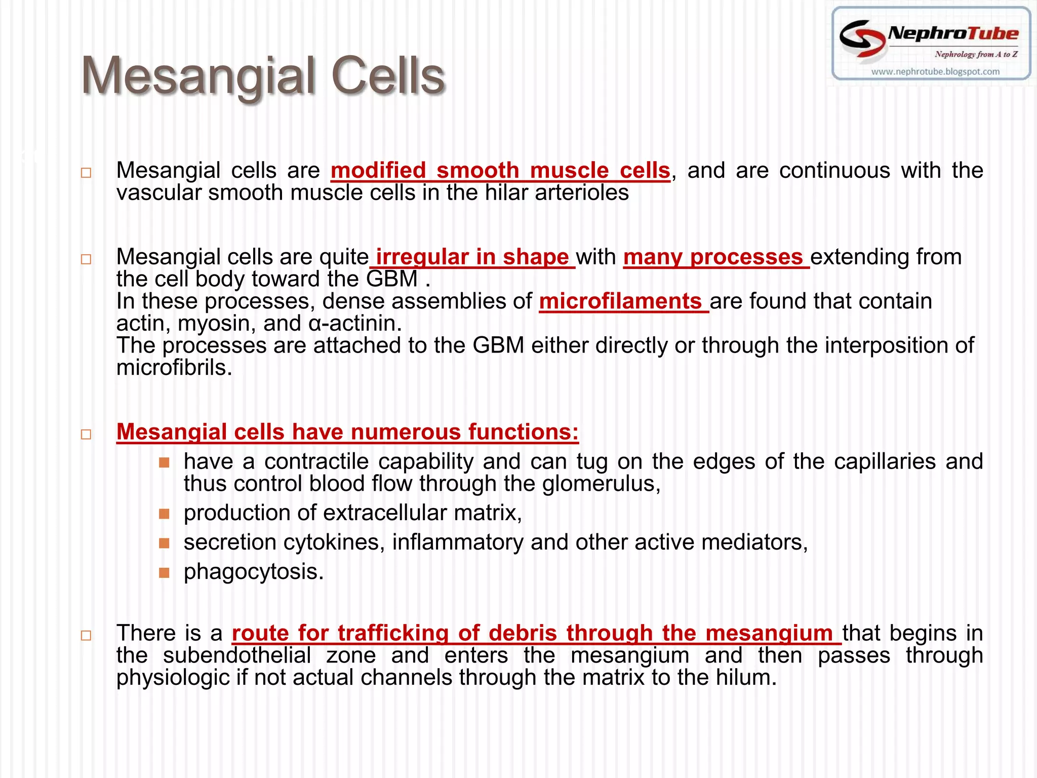 Renal Histo-Pathology (II) - Normal Kidney Electron Microscopy - Dr ...