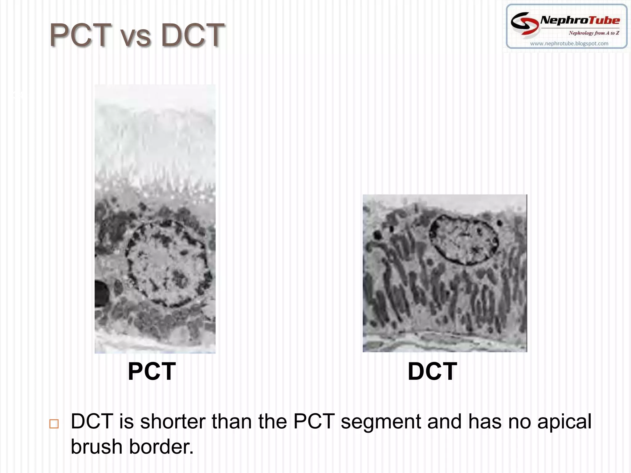 Renal Histo-Pathology (II) - Normal Kidney Electron Microscopy - Dr ...