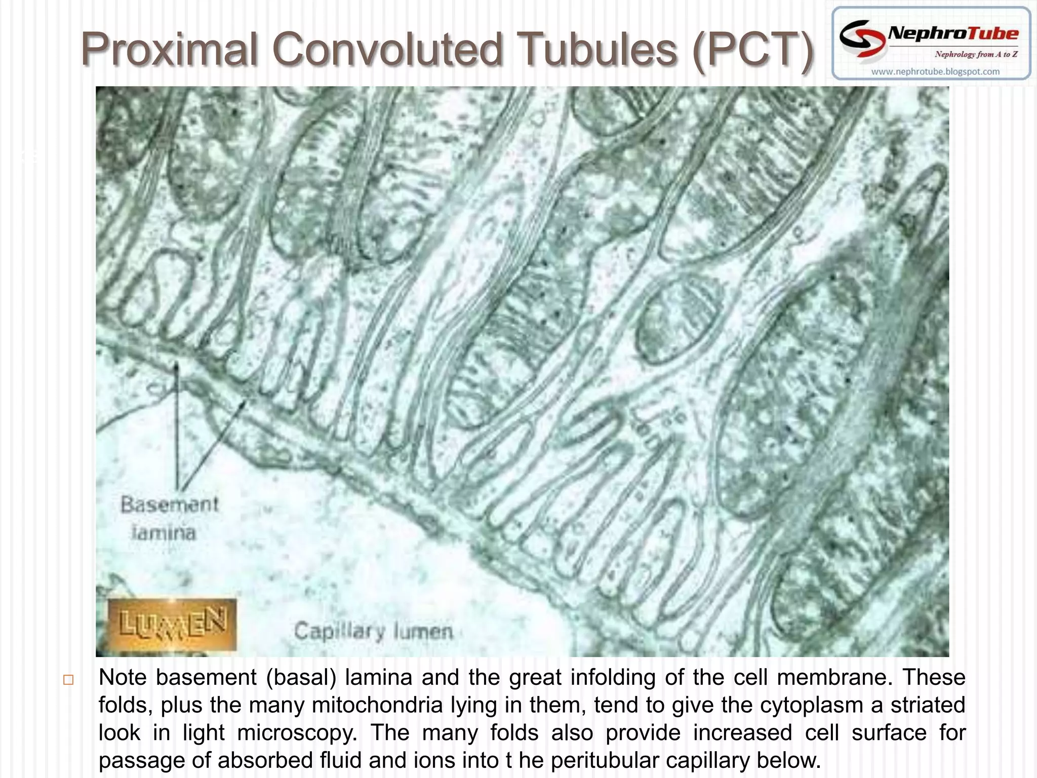 Renal Histo-Pathology (II) - Normal Kidney Electron Microscopy - Dr ...
