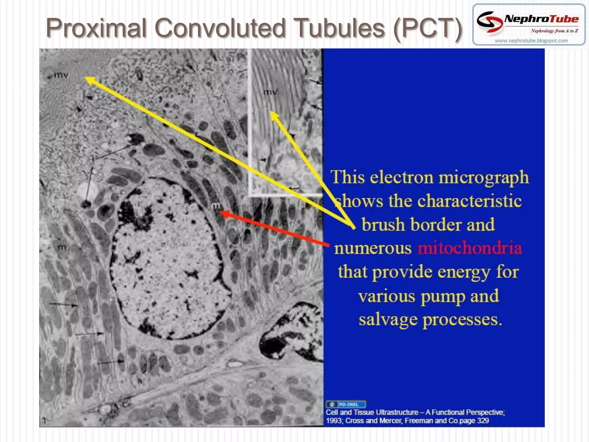 Renal Histo-Pathology (II) - Normal Kidney Electron Microscopy - Dr ...
